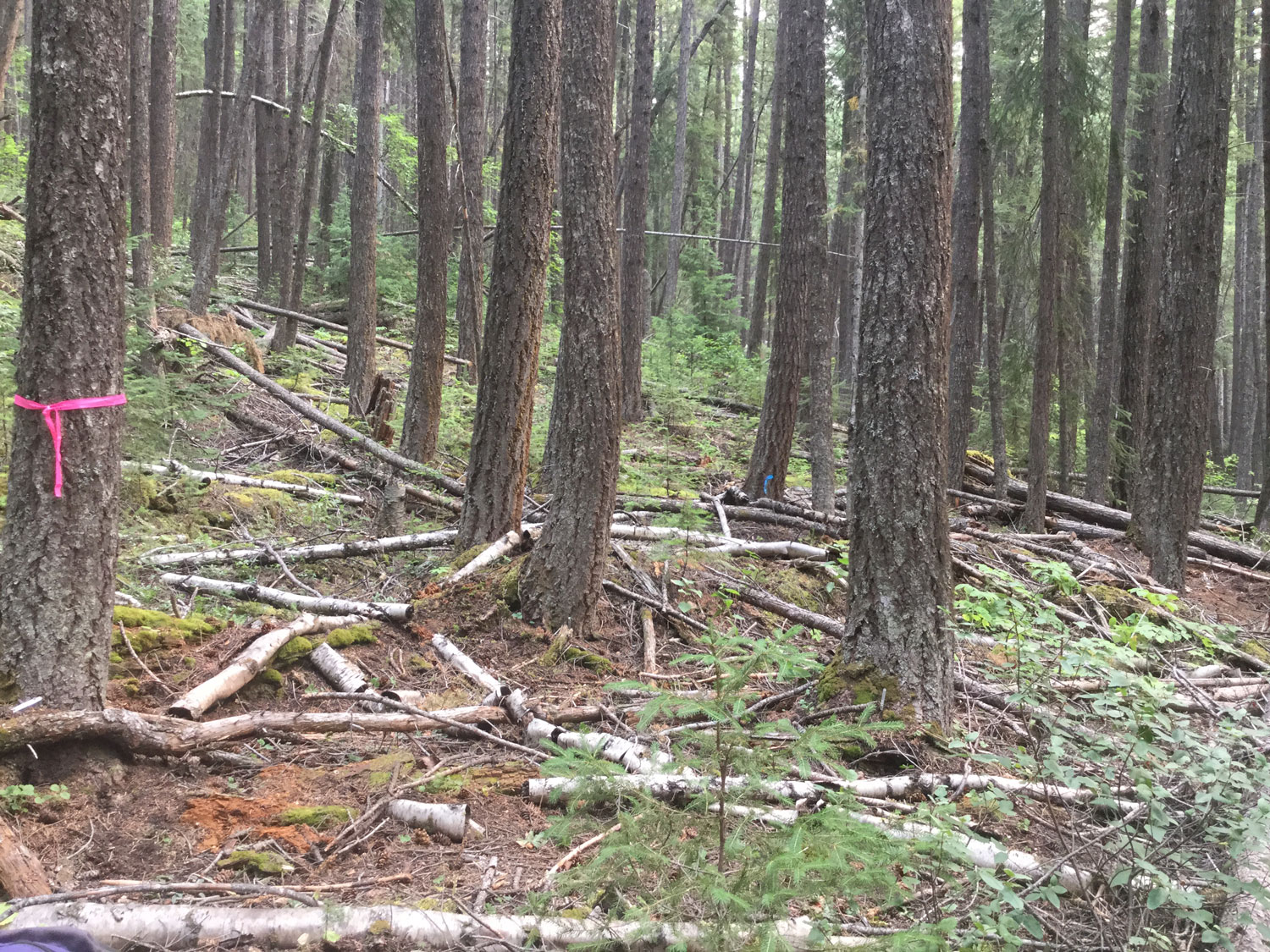 Retention Treatments - The Mother Tree Project & Program (MTPP)