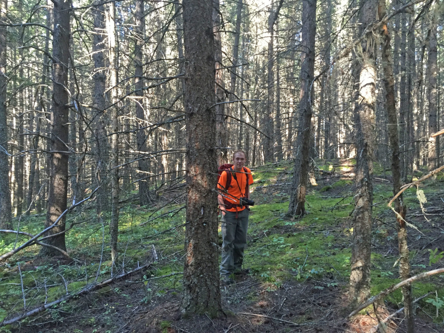 Alex Fraser Research Forest - The Mother Tree Project & Program (MTPP)