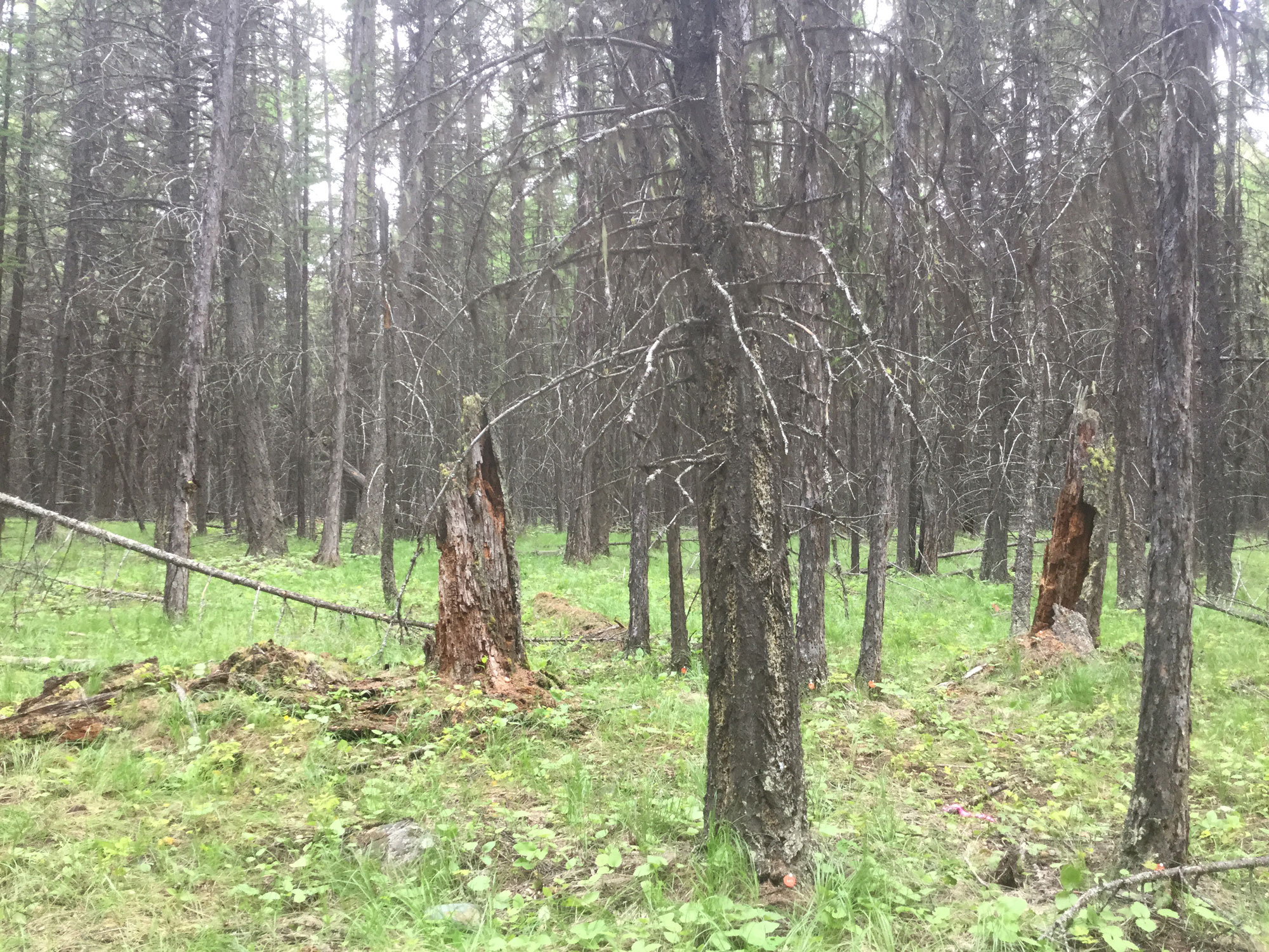 Research Sites - The Mother Tree Project & Program (MTPP)