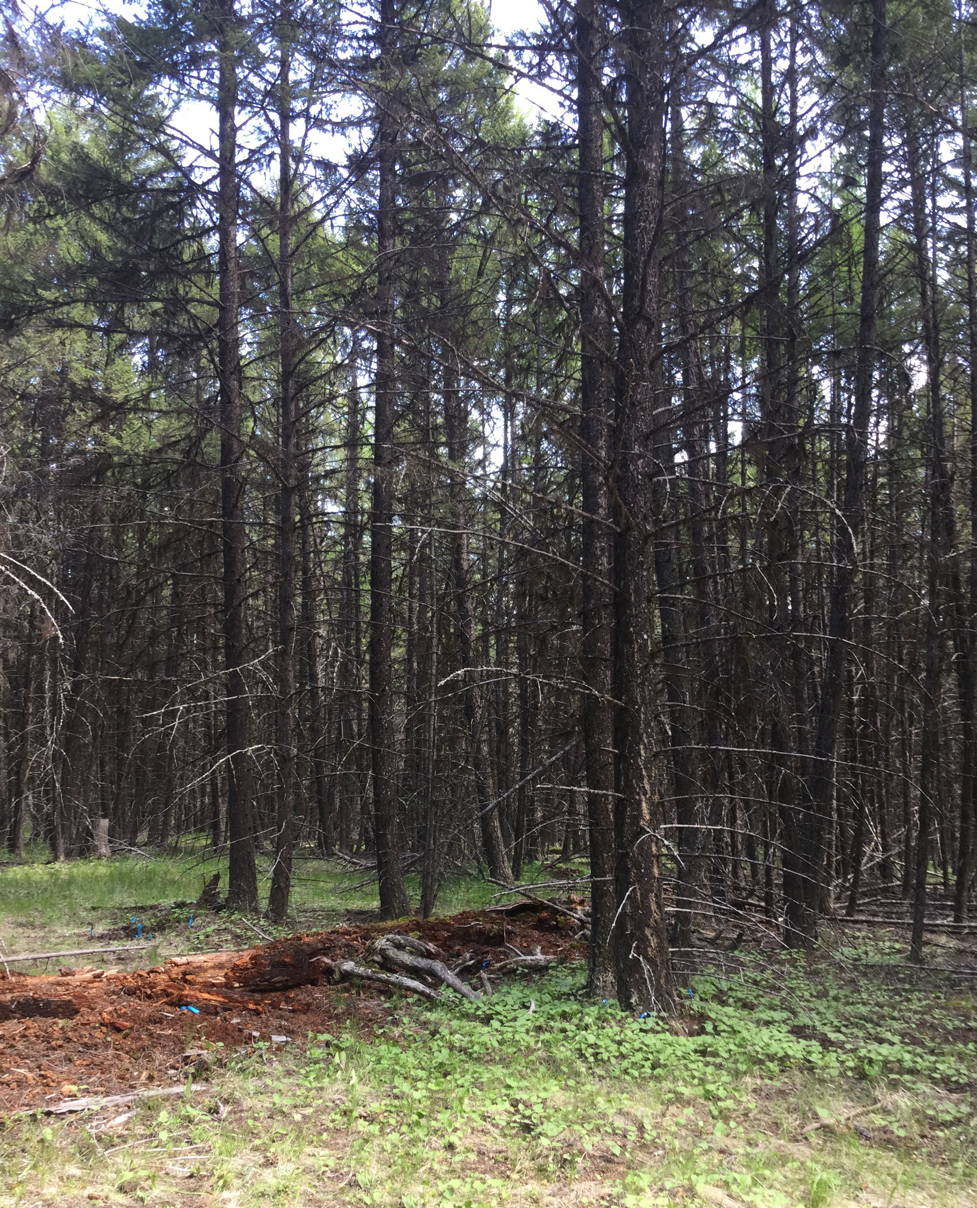 Jaffray - The Mother Tree Project & Program (MTPP)