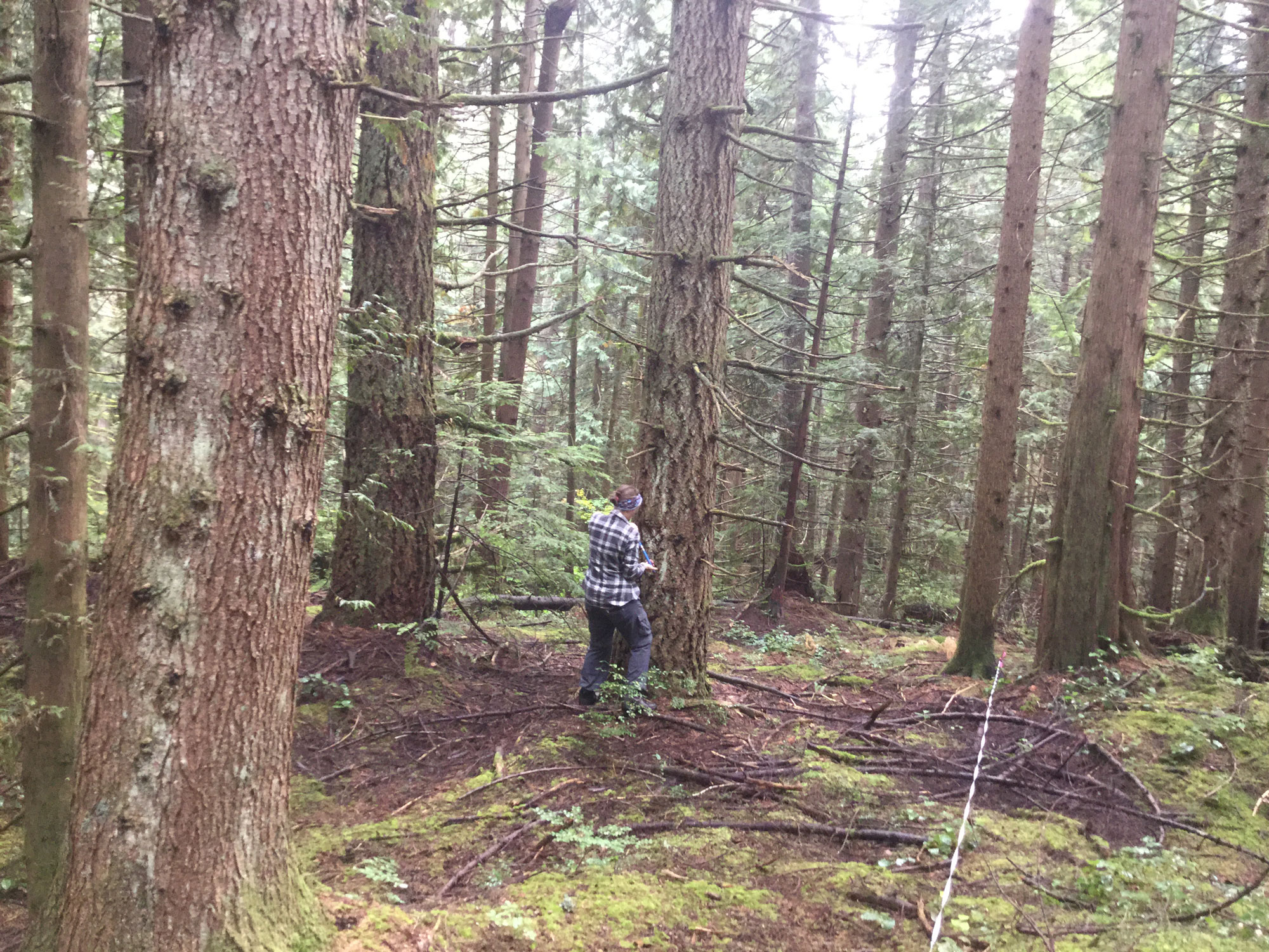 Malcolm Knapp Research Forest - The Mother Tree Project & Program (MTPP)