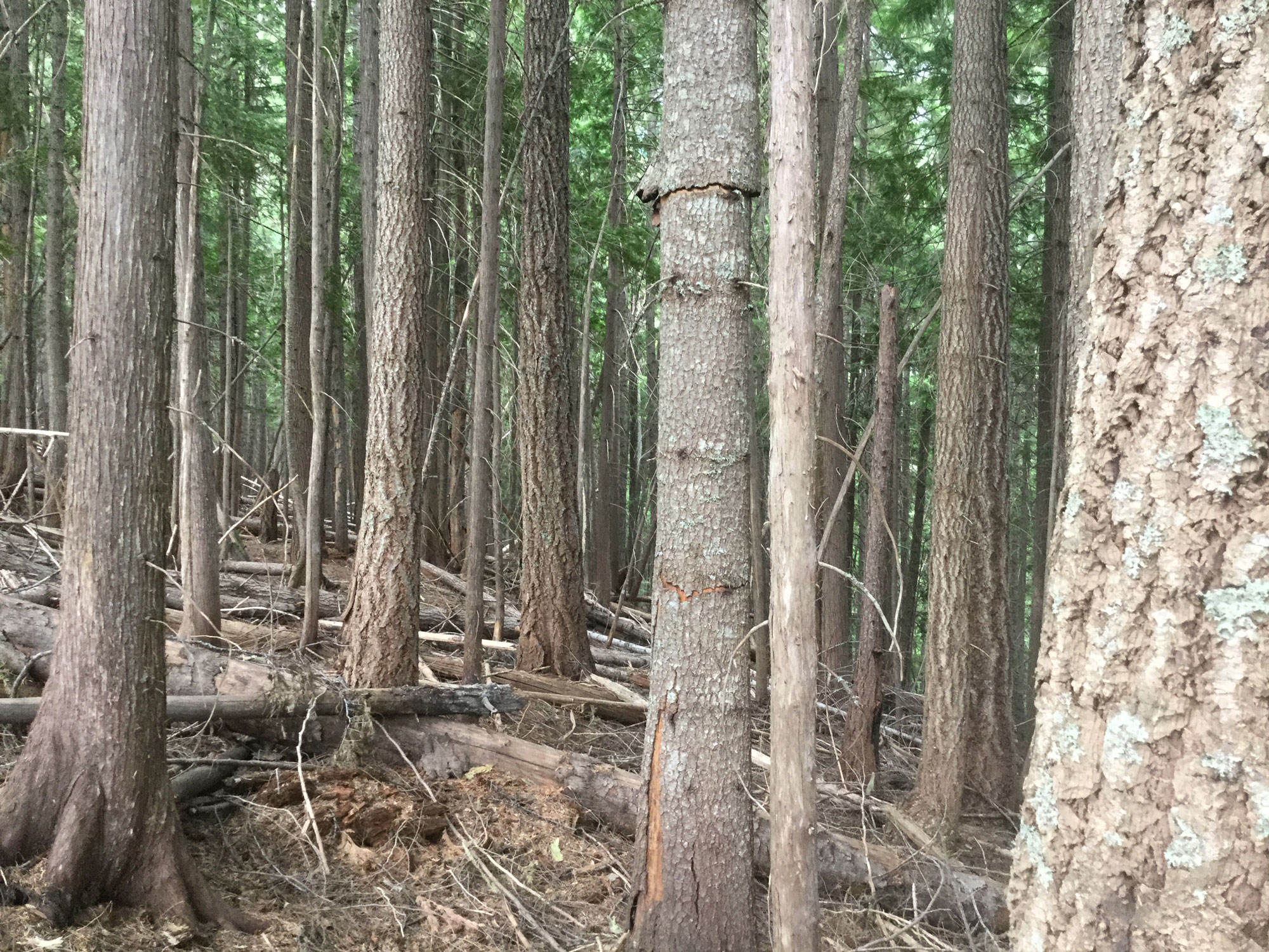 Narrows Creek - The Mother Tree Project & Program (MTPP)