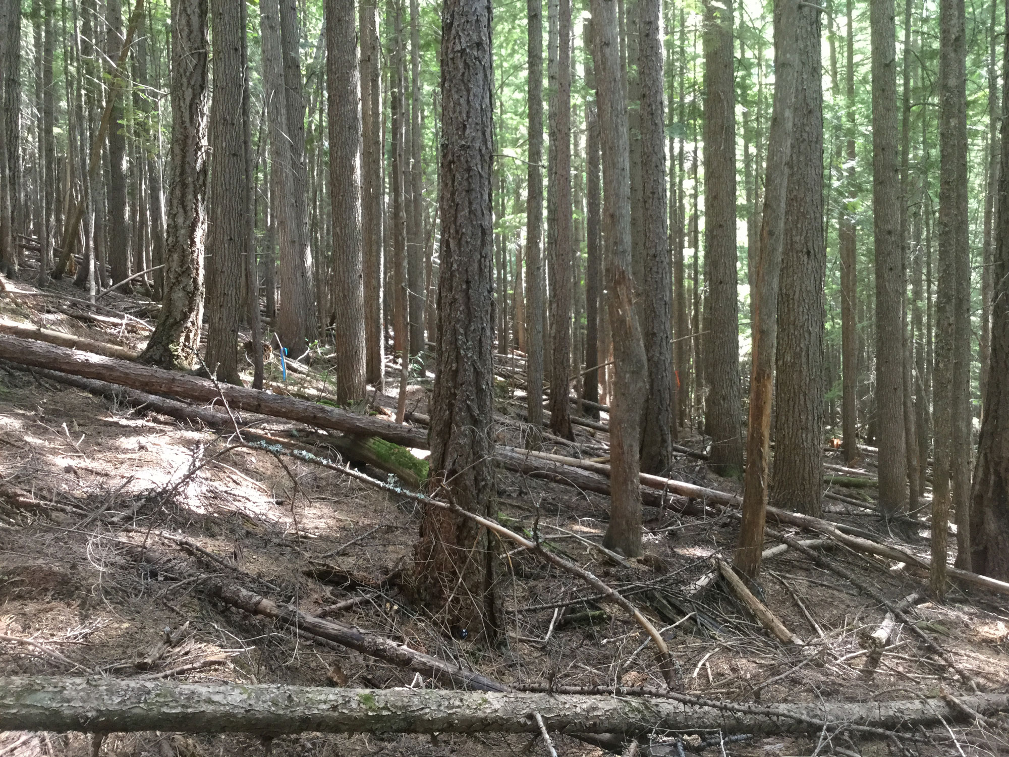 Narrows Creek - The Mother Tree Project & Program (MTPP)