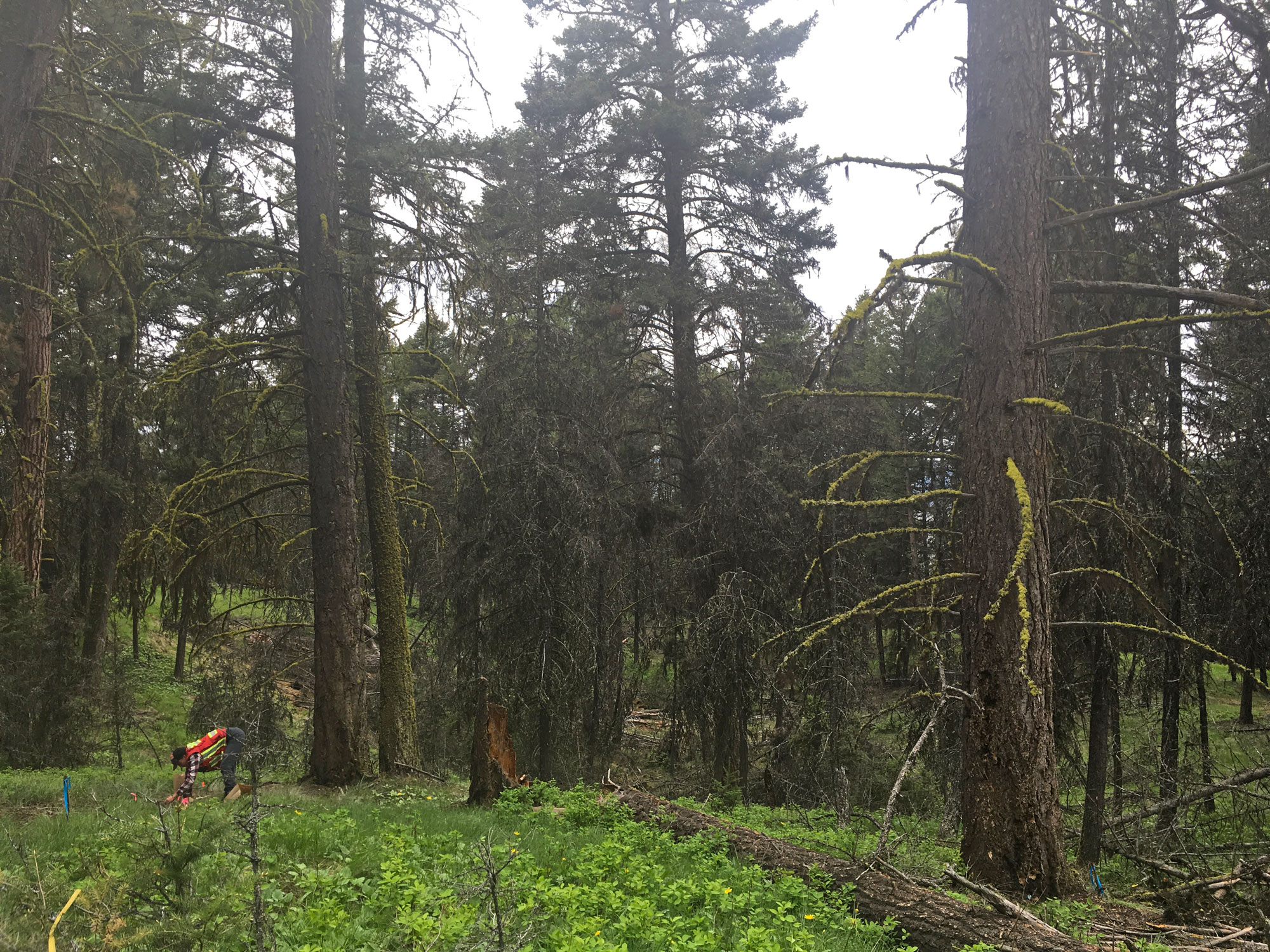 Peterhope Lake - The Mother Tree Project & Program (MTPP)