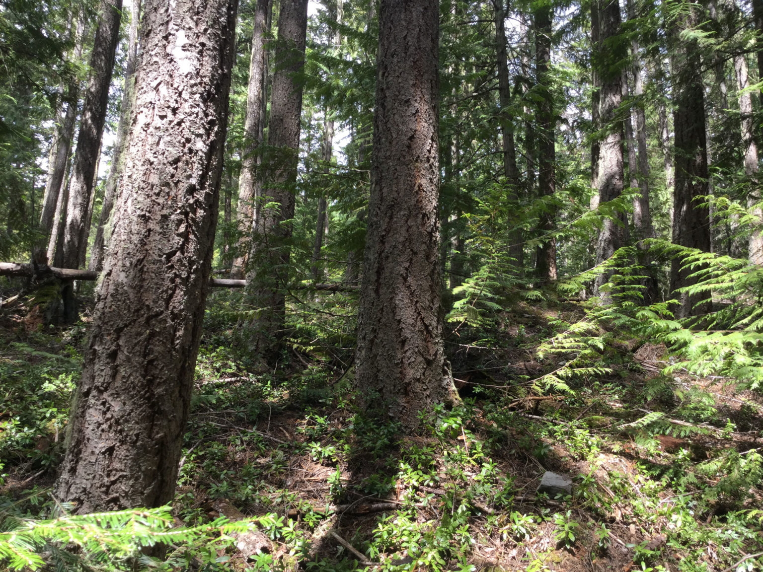 Research Sites - The Mother Tree Project