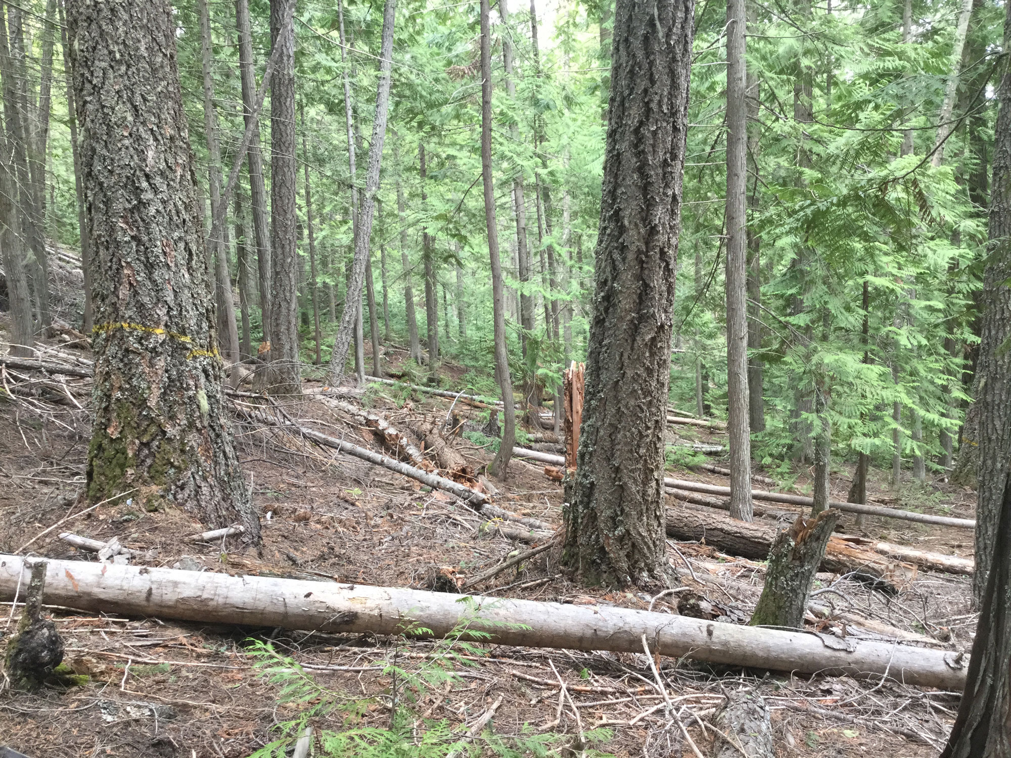 Redfish Creek - The Mother Tree Project & Program (MTPP)