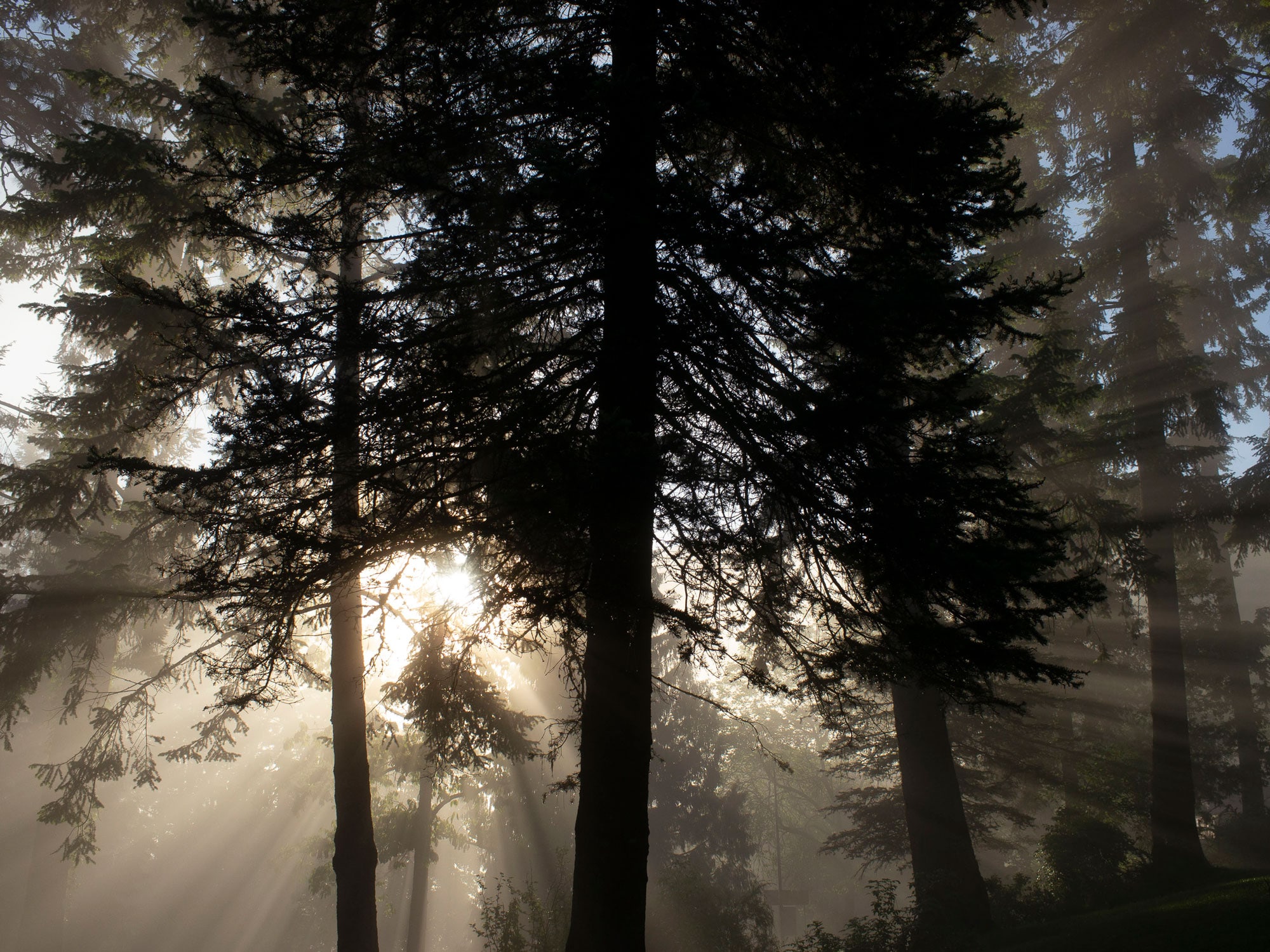 History - The Mother Tree Project