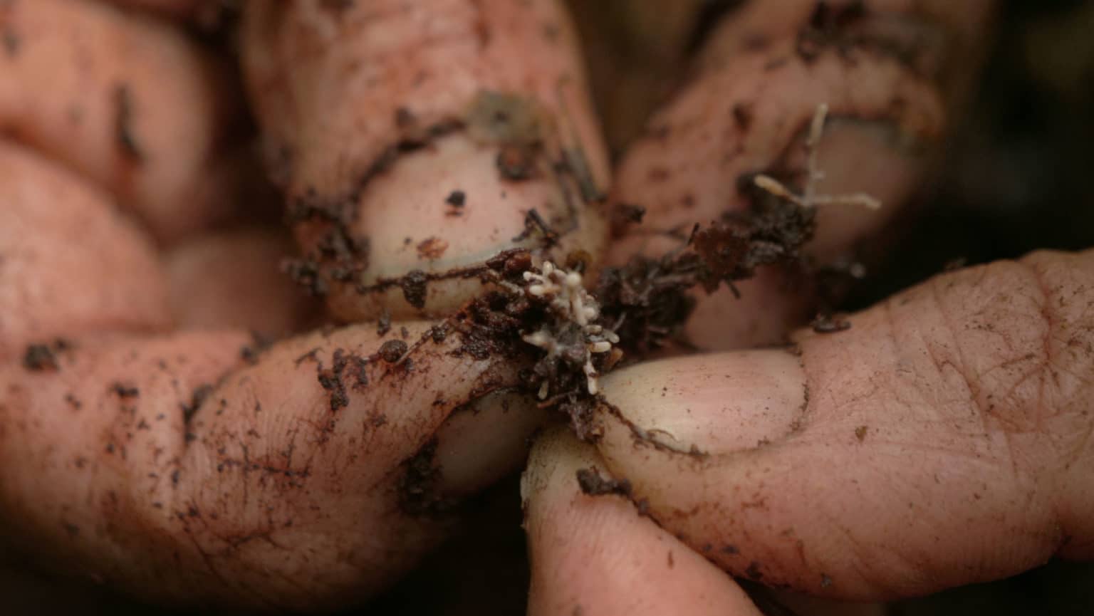 About Mother Trees - The Mother Tree Project & Program (MTPP)