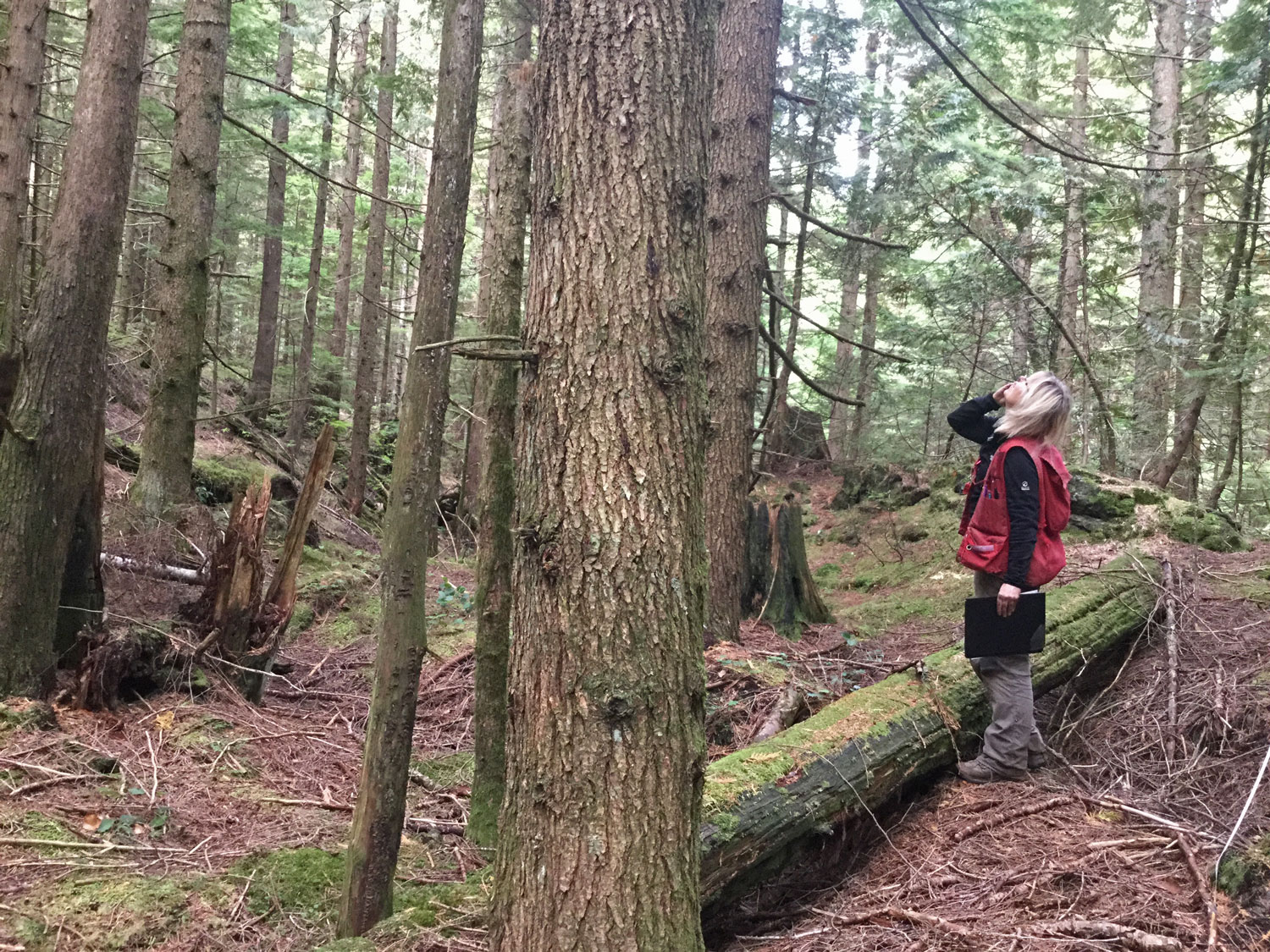 Home - The Mother Tree Project & Program (MTPP)