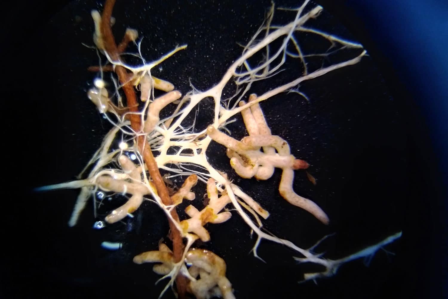 About Mother Trees - The Mother Tree Project & Program (MTPP)