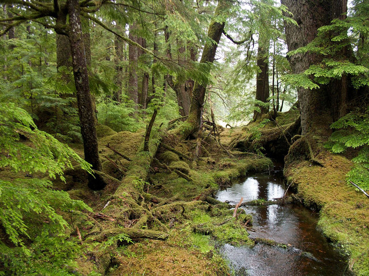 Feedback on the Haida Gwaii Timber Supply Review - The Mother Tree ...