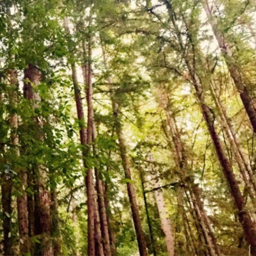 Media Coverage - The Mother Tree Project