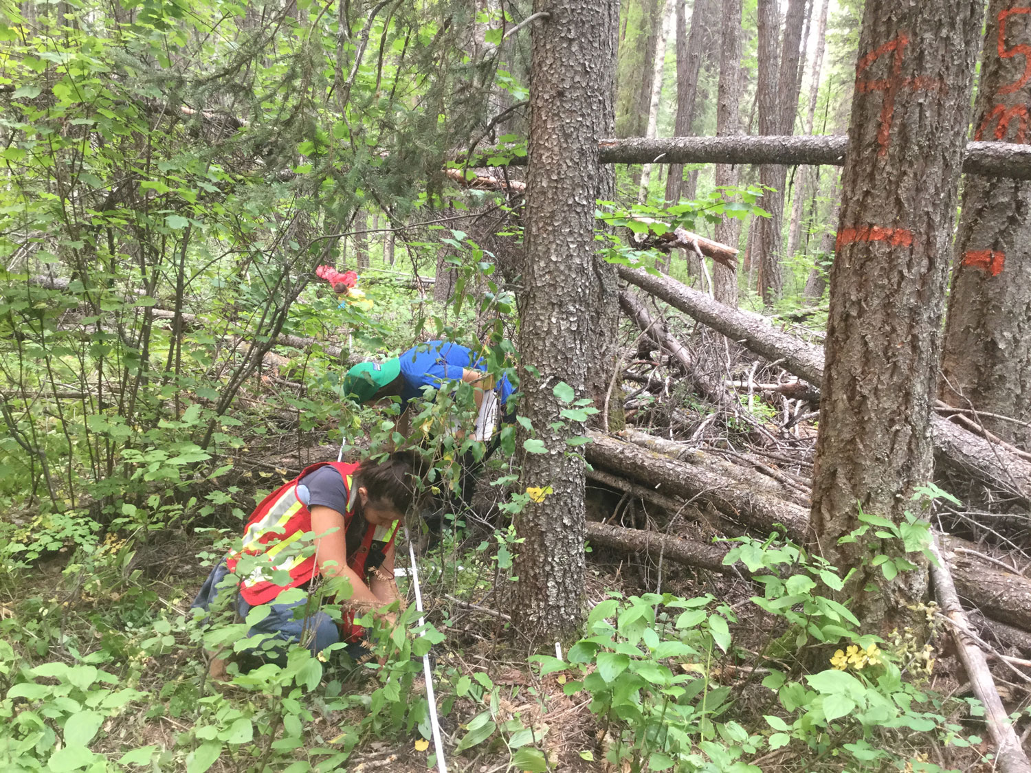 Results - The Mother Tree Project