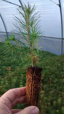 Seed Sources - The Mother Tree Project & Program (MTPP)