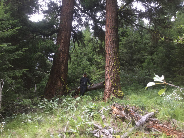 Technical Reports - The Mother Tree Project & Program (MTPP)