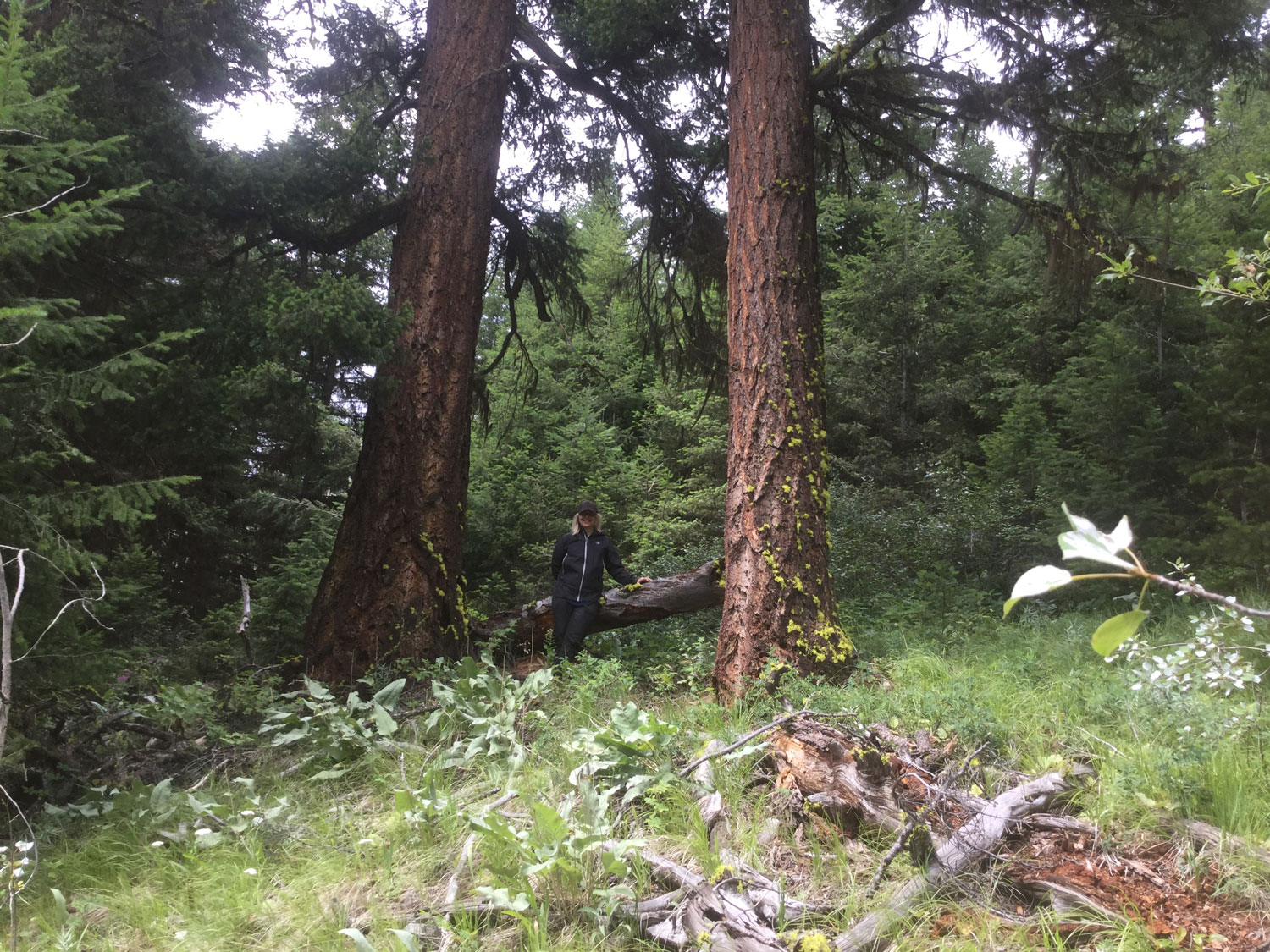 Technical Reports - The Mother Tree Project & Program (MTPP)