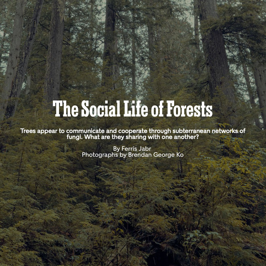 Media Coverage - The Mother Tree Project