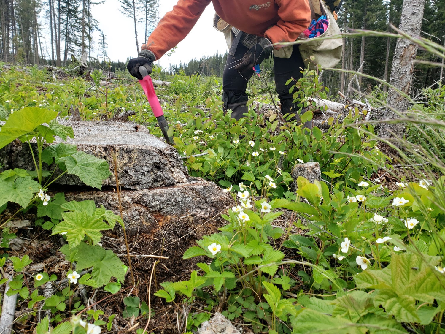 Research Brief #1 - The Mother Tree Project & Program (MTPP)